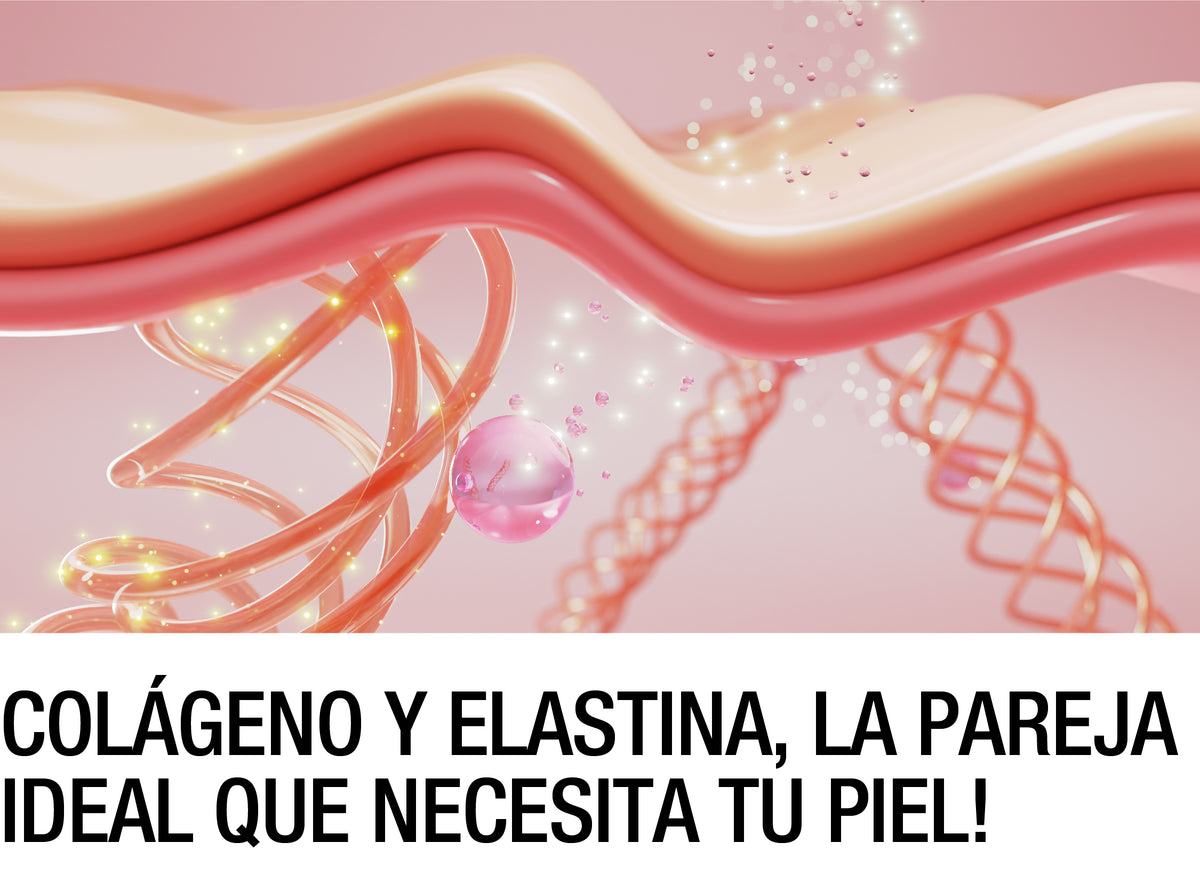 EL COLÁGENO Y LA ELASTINA SON DOS COMPONENTES FUNDAMENTALES PARA MANTE ...
